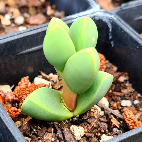 Corpuscularia lehmannii | THRIVE succulents
