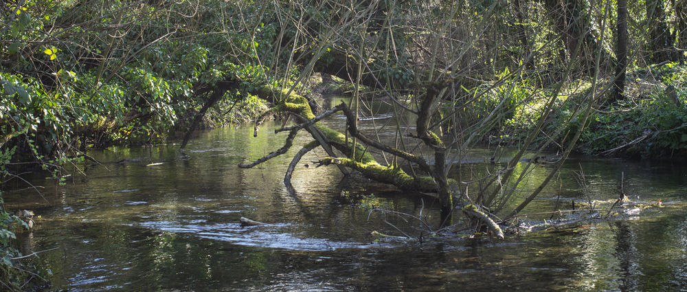The River Wylye