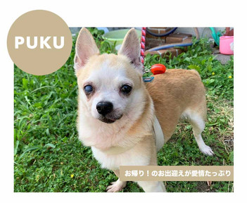 Our Dogs | Coka Animal Resue