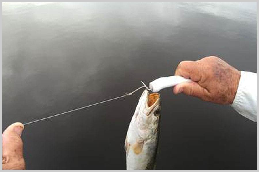 FISH DOCKTOR HANDLES