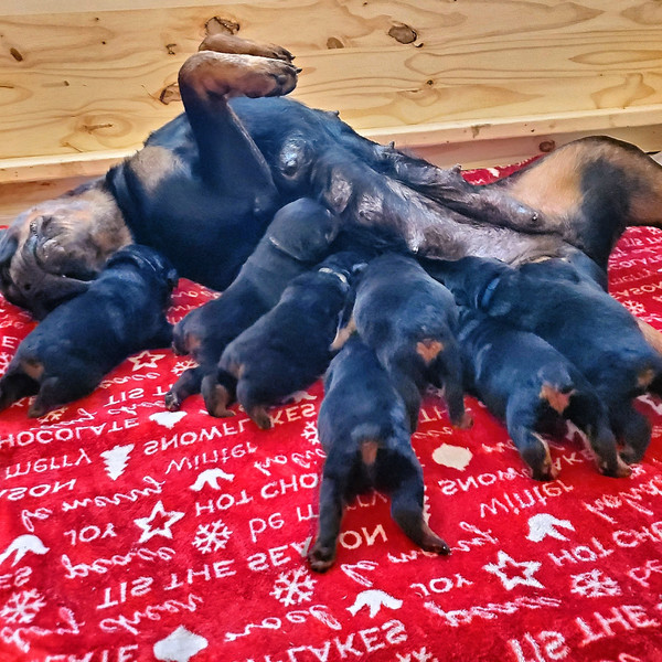 German Rottweiler Puppies | Iron Clad Rottweiler | Boston