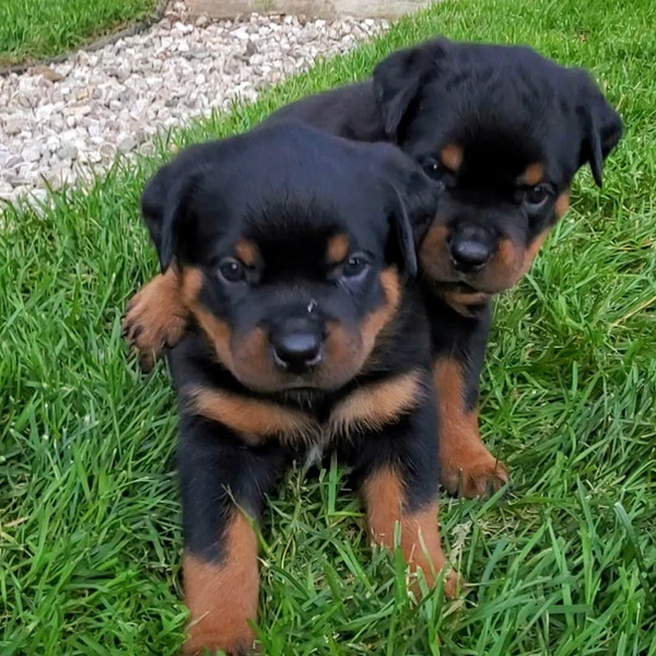 German Rottweiler Puppies | Iron Clad Rottweiler | Boston