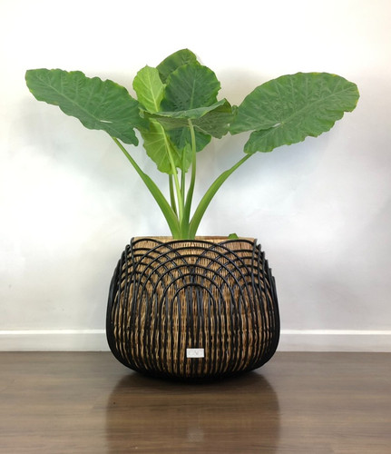 Large Alon Statement Planter with Black Accent | C&C