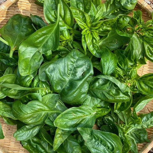 Basil, Genovese | Gateway Garden Farm