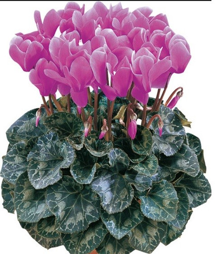 CYCLAMEN LATINA | Bud-D Pharms