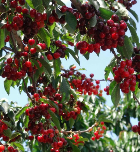 Minnie Royal Cherry Tree For Sale | Bud-D Pharms