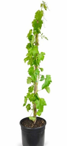 FLAME RED SEEDLESS GRAPES | Bud-D Pharms