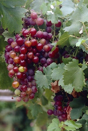 RUBY RED SEEDLESS GRAPES | Bud-D Pharms