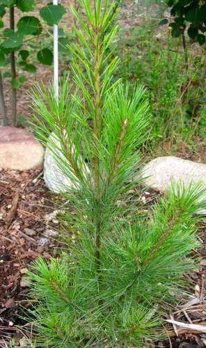 PINUS STROBUS FASTIAGATA | Bud-D Pharms