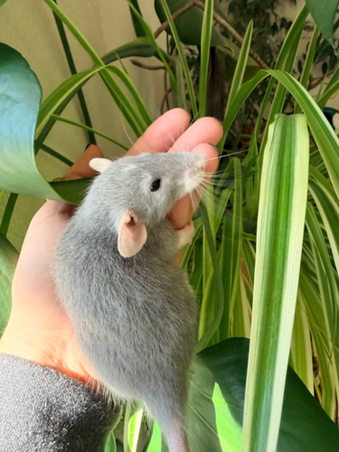 Apollo - Male | Reno Rats