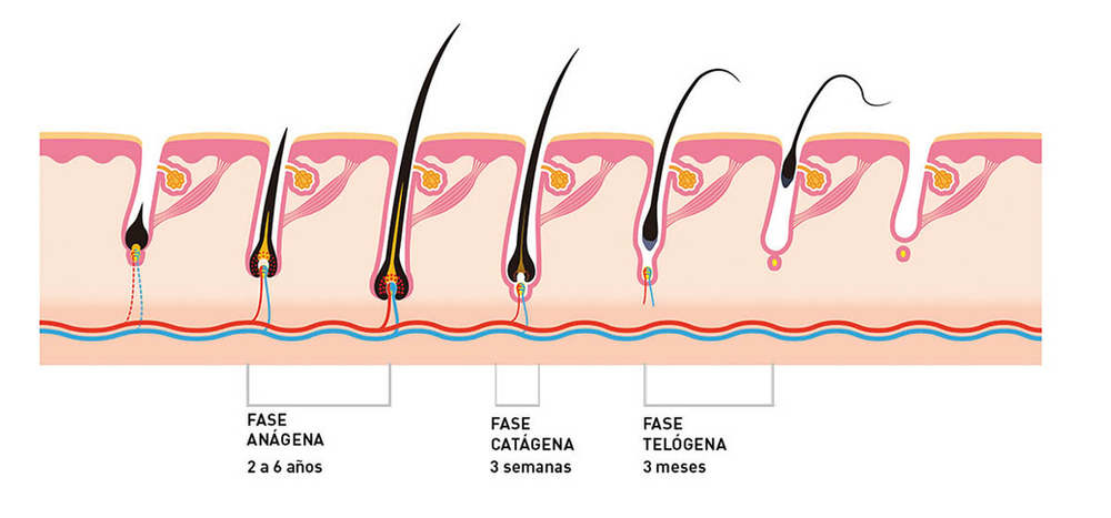 Lo que necesitas saber sobre el Cabello y su composición Química