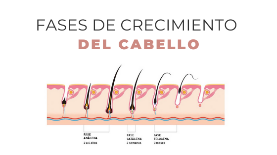 Fases de crecimiento del cabello