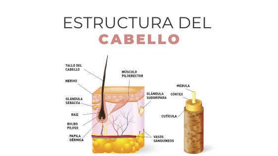 Lo que necesitas saber sobre el Cabello y su composición Química