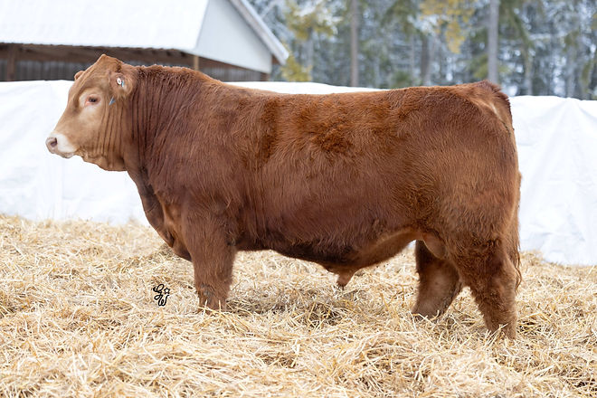 Continental Connection Bull Sale | Pinnacle View Livestock