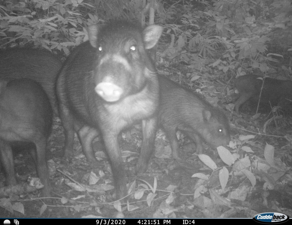 Our camera trap survey continues to reveal wildlife of the Aruya Malati ...