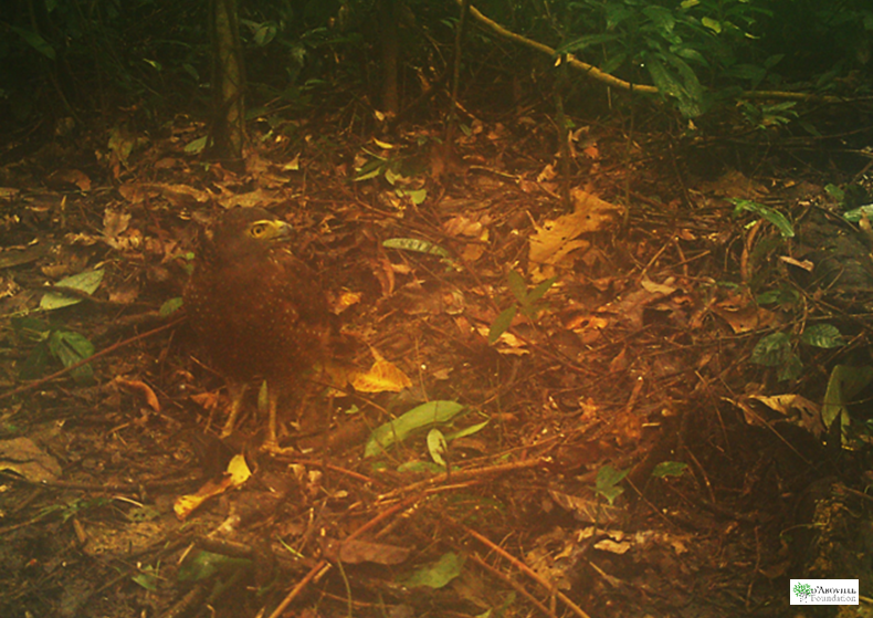 Conclusion of the camera trap survey in the Siburan forest in the ...