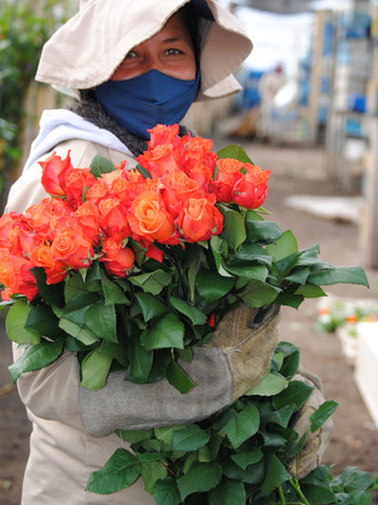 MATINA FLOWERS | THE COMPANY