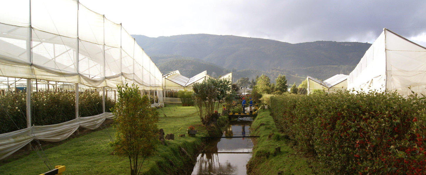 MATINA FLOWERS | OUR FARMS