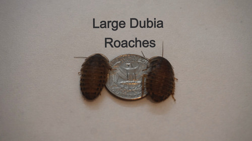 50 Large Dubia Roaches | The Dubia Dude