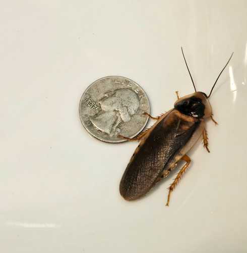 5 Male Dubia Roaches | The Dubia Dude