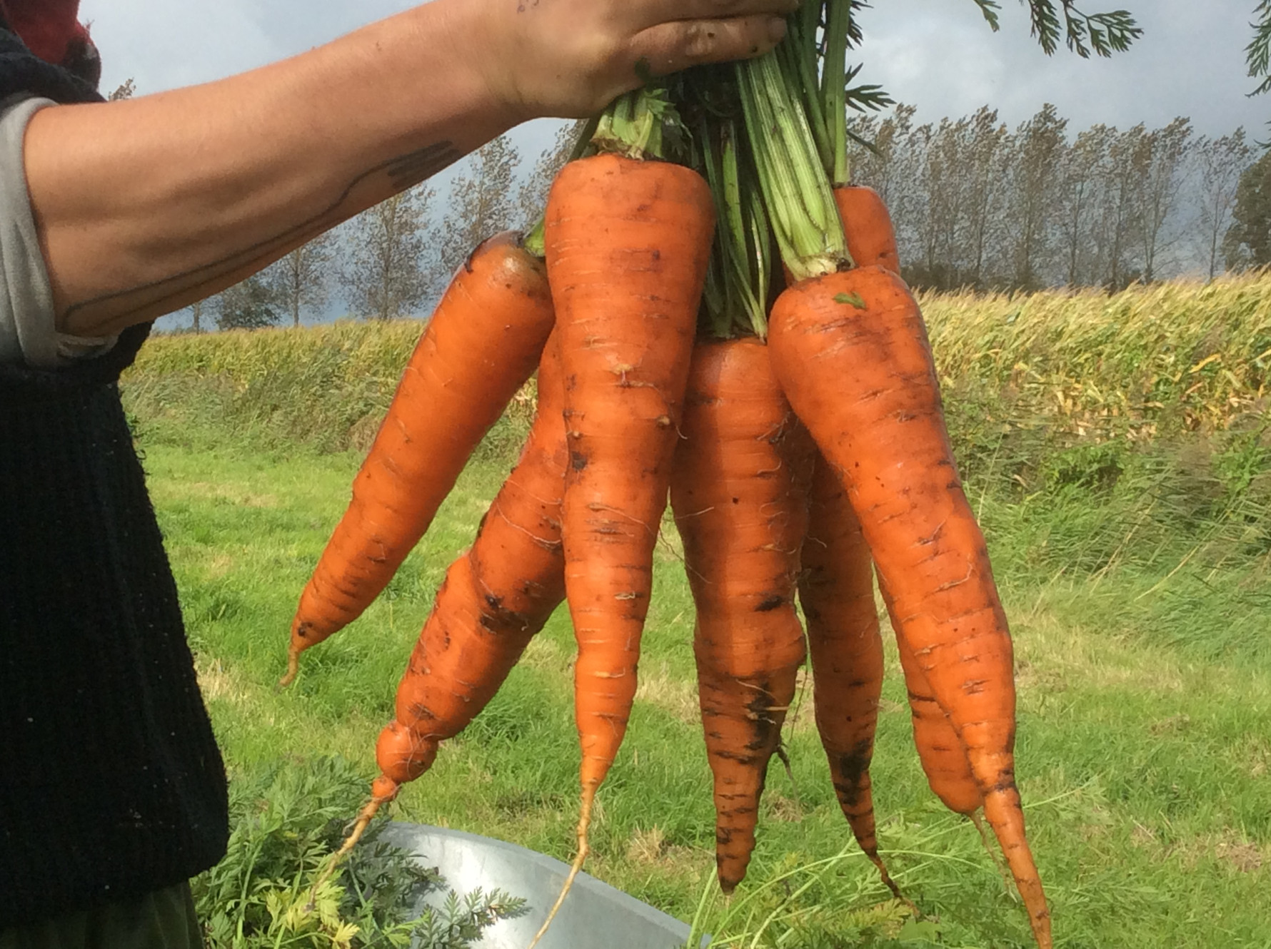 Recept Groenselderij Tuinderijtwild Rosmalen recept-groenselderij-tuinderijtwild-rosmalen