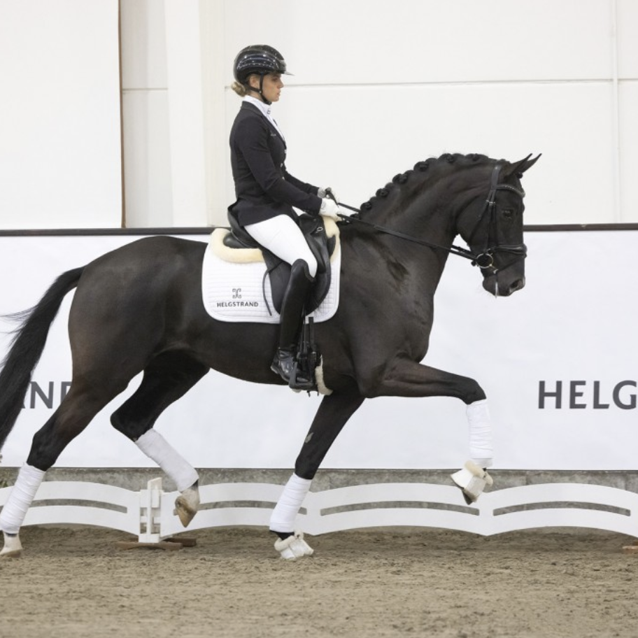 Stallions | ISD 2/3