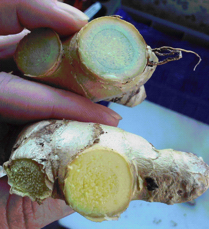 Growing Ginger Part I