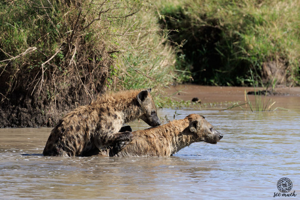 MATING HYENAS www.seemuchphotography.com