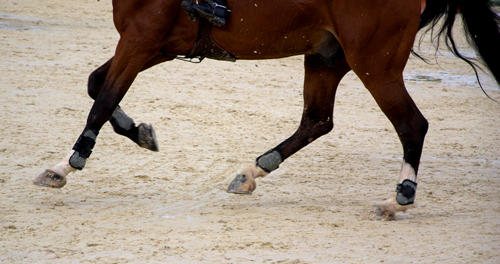 Signs of Hock Problems in Your Horse