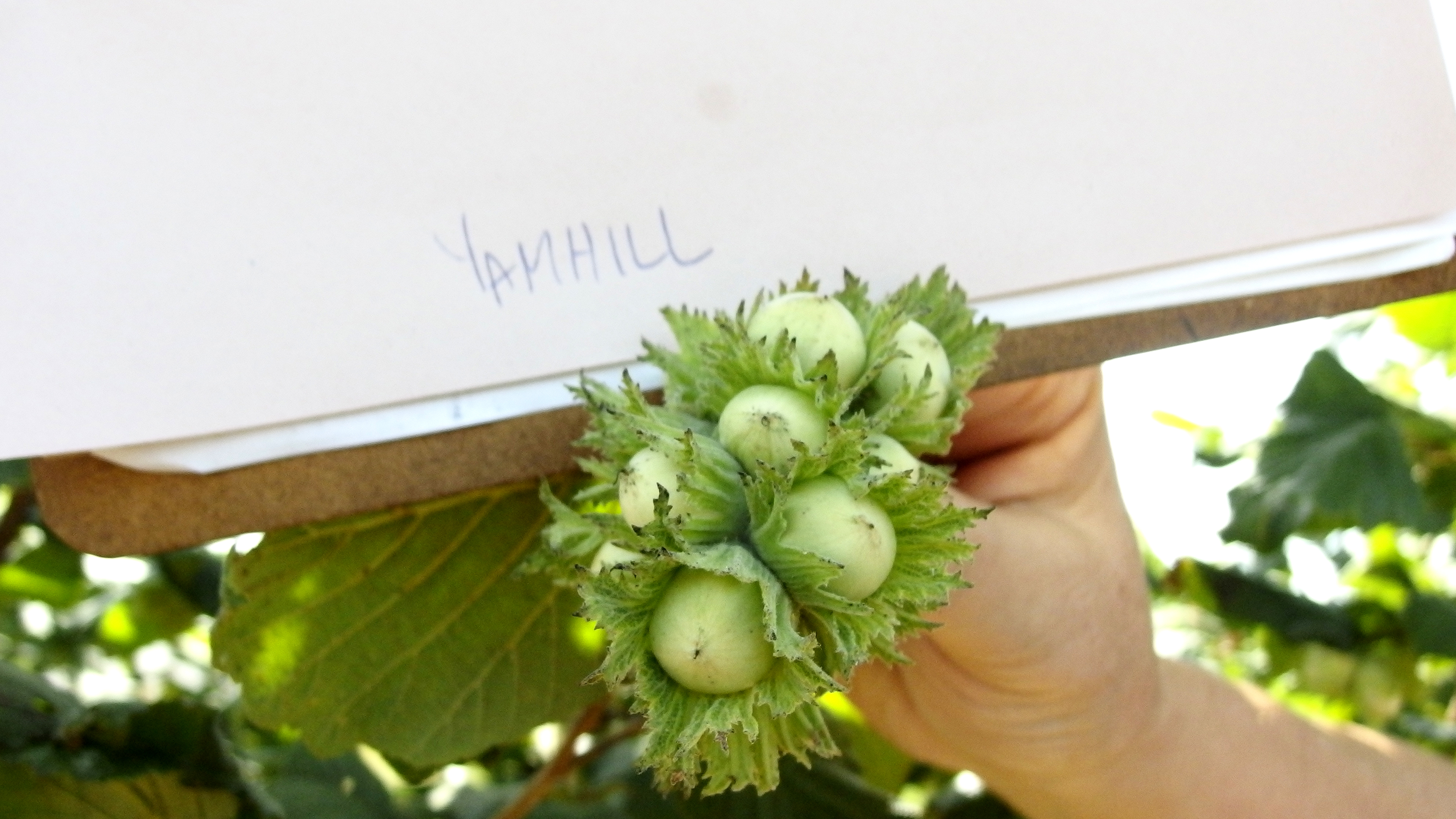 Hazelnut Varieties and Compatibility- Earthgen Tree Nursery