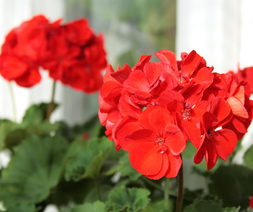 Geranium | SSNA