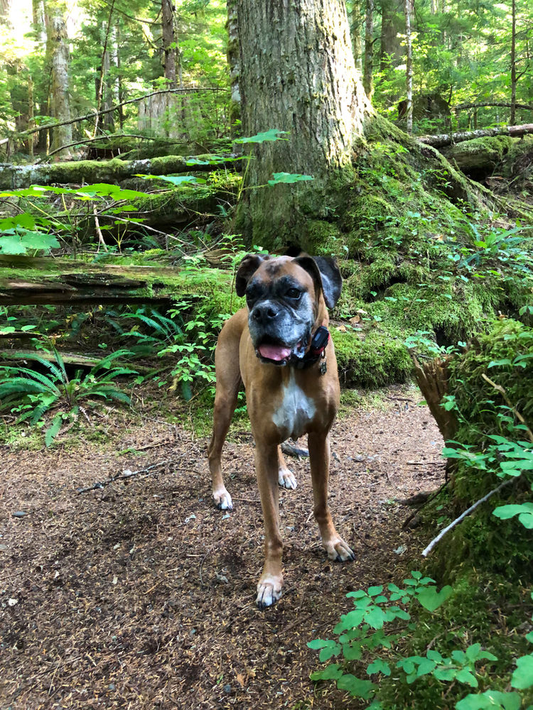 Dog-Friendly National Parks