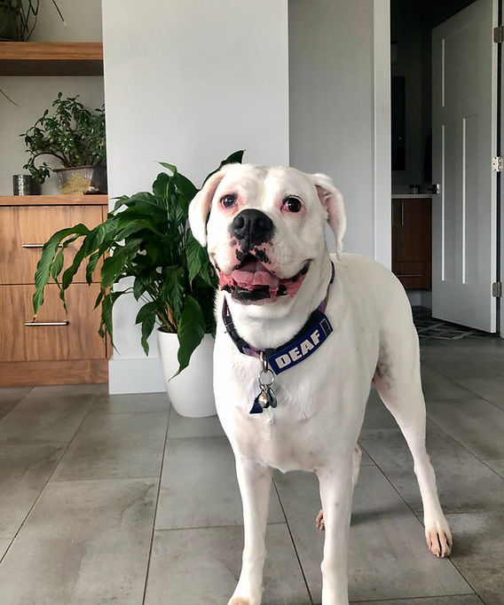 White boxer puppies store