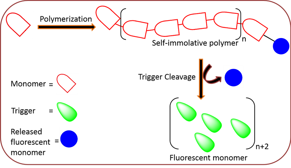 Self-immolative and biodegradable polymer: A smart and responsive nano ...