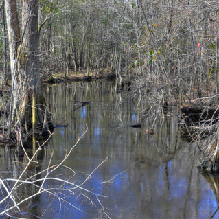 Little Hellhole Swamp Walkway
