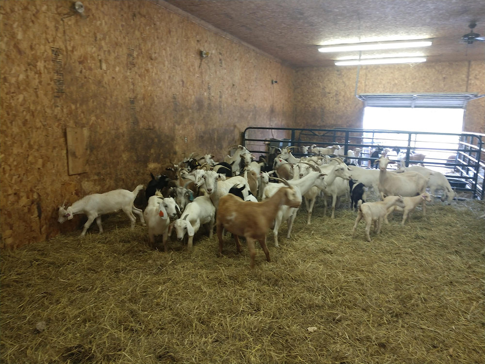 Annual CDT shot and health check for Kiko and Savanna Does