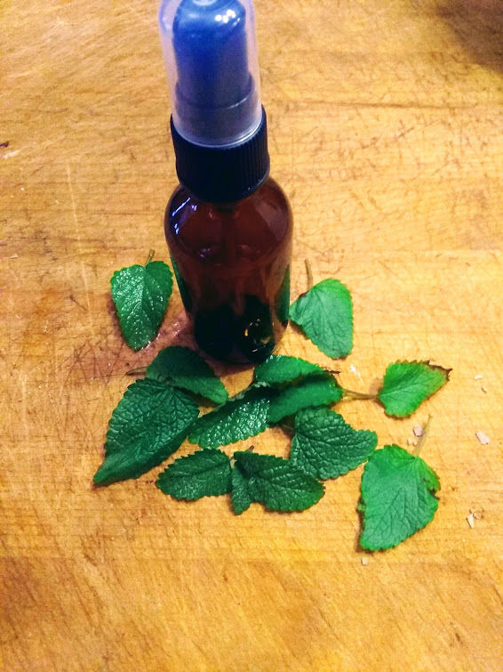 Everything You Need to Know about Lemon Balm