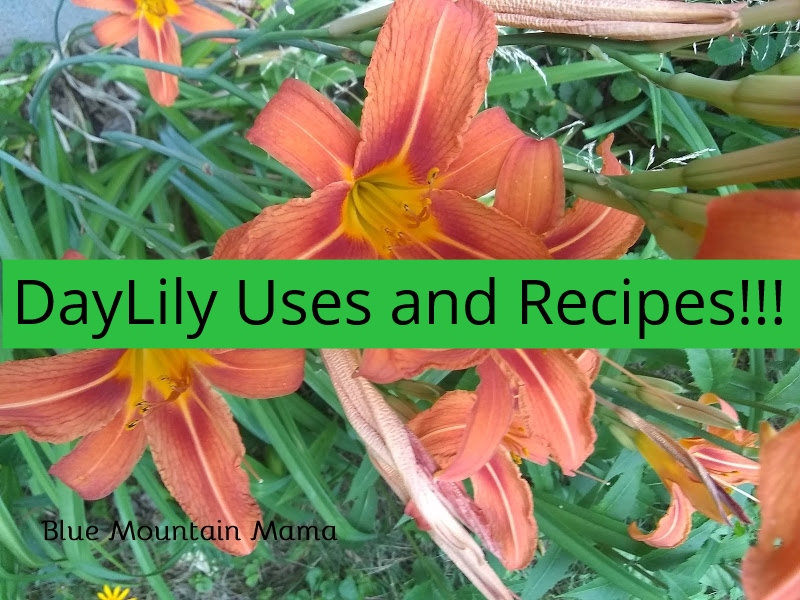 Day Lily Recipes and Uses