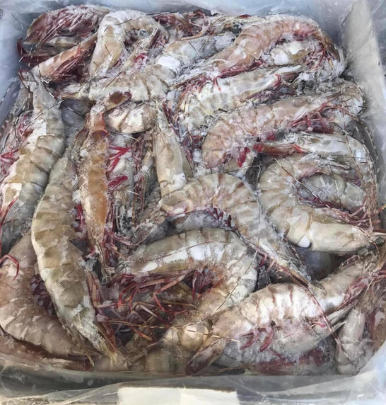 Gallery | Mackerel Man