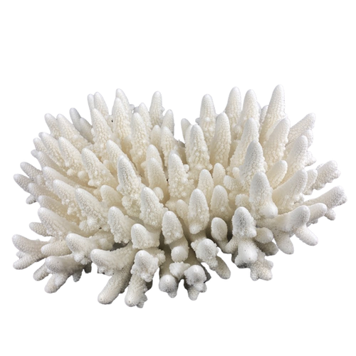 Acropora finger coral | Parterre