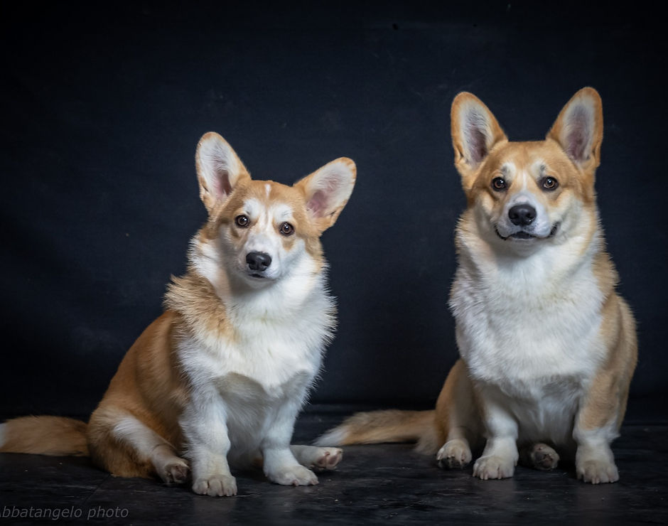 Corgi's Hill | Allevamento Amatoriale Cani Welsh Corgi Pembroke | Liguria