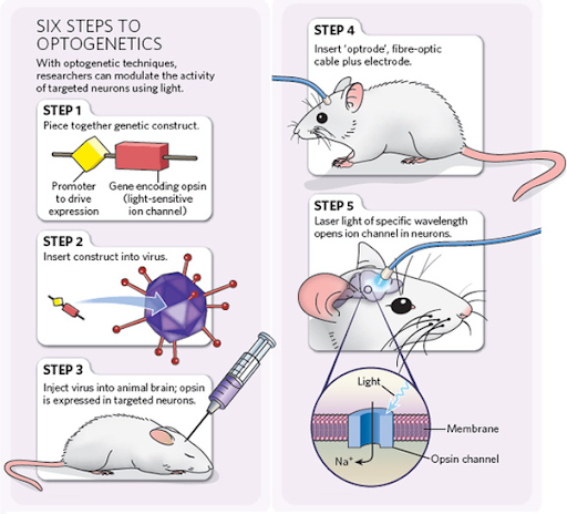 Optogenetics: The Emerging Star In Neuroscience