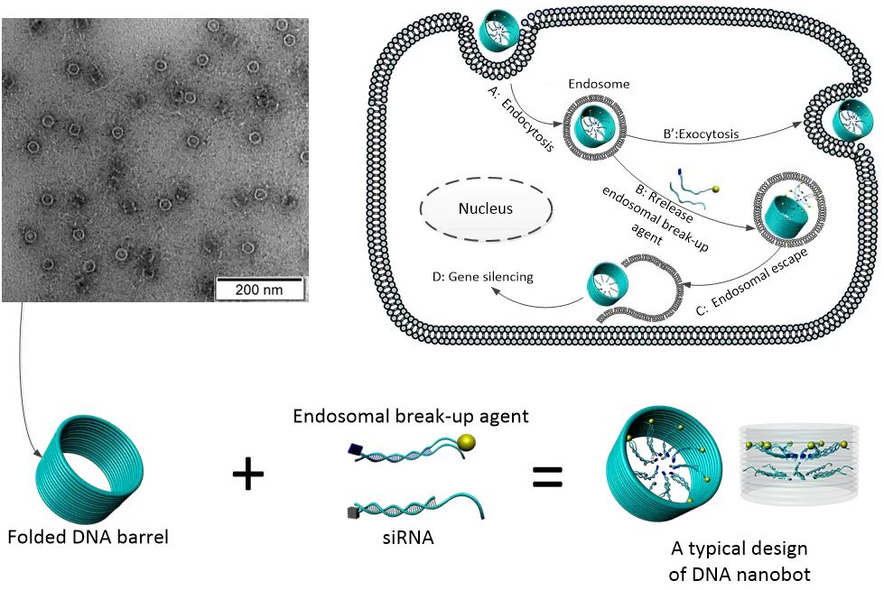 A New Way to Study Cells: The Origami DNA Nanorobot