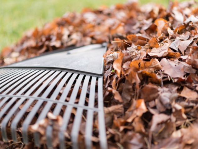 Fall Yard Waste Disposal Tips | BVR Waste & Recycling