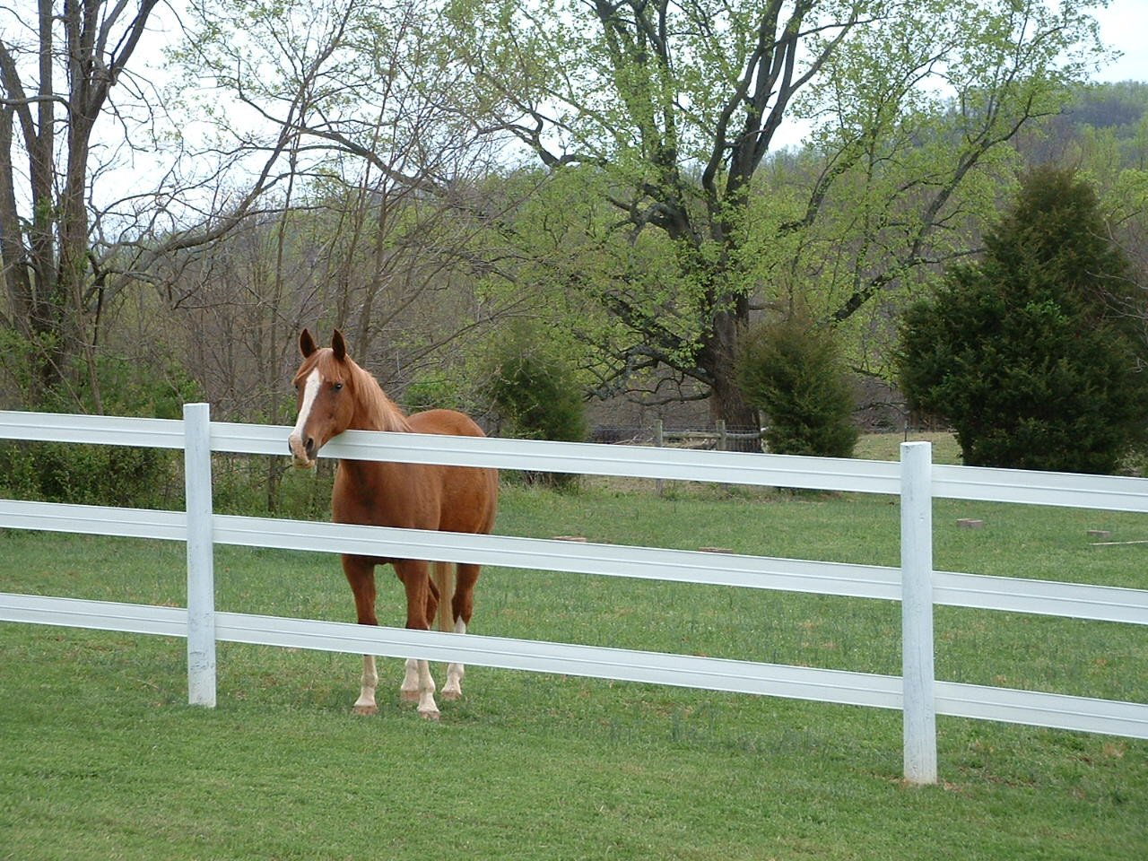 Residential, Farm, Commercial Fence RAMM Fence & Stalls