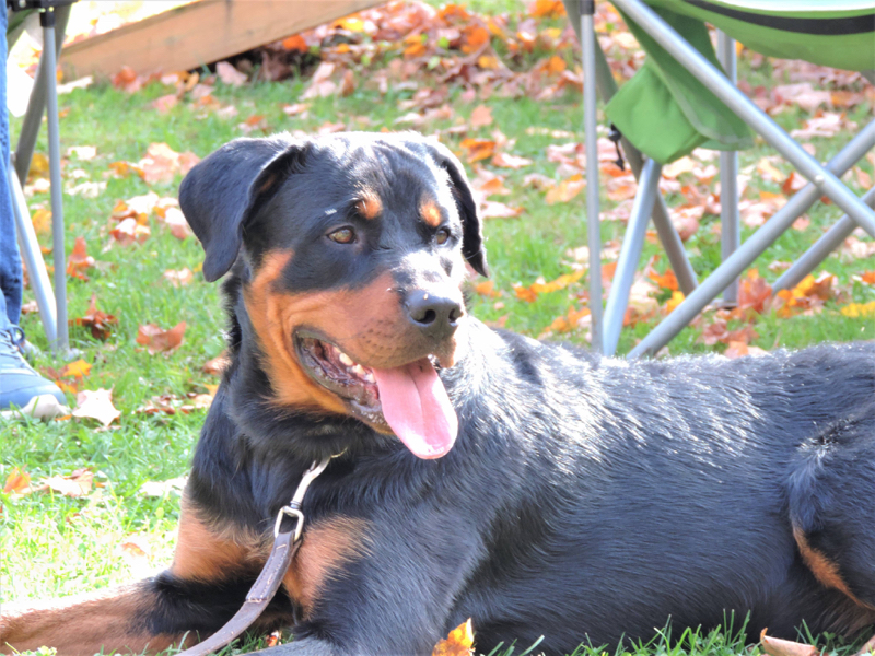 Home | TnT K-9 Concepts