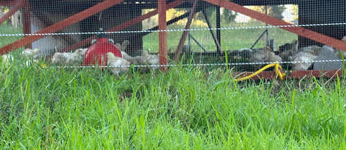 Chicken | Grandad Farms