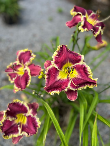 Two Steps Forward | Floyd Cove Nursery