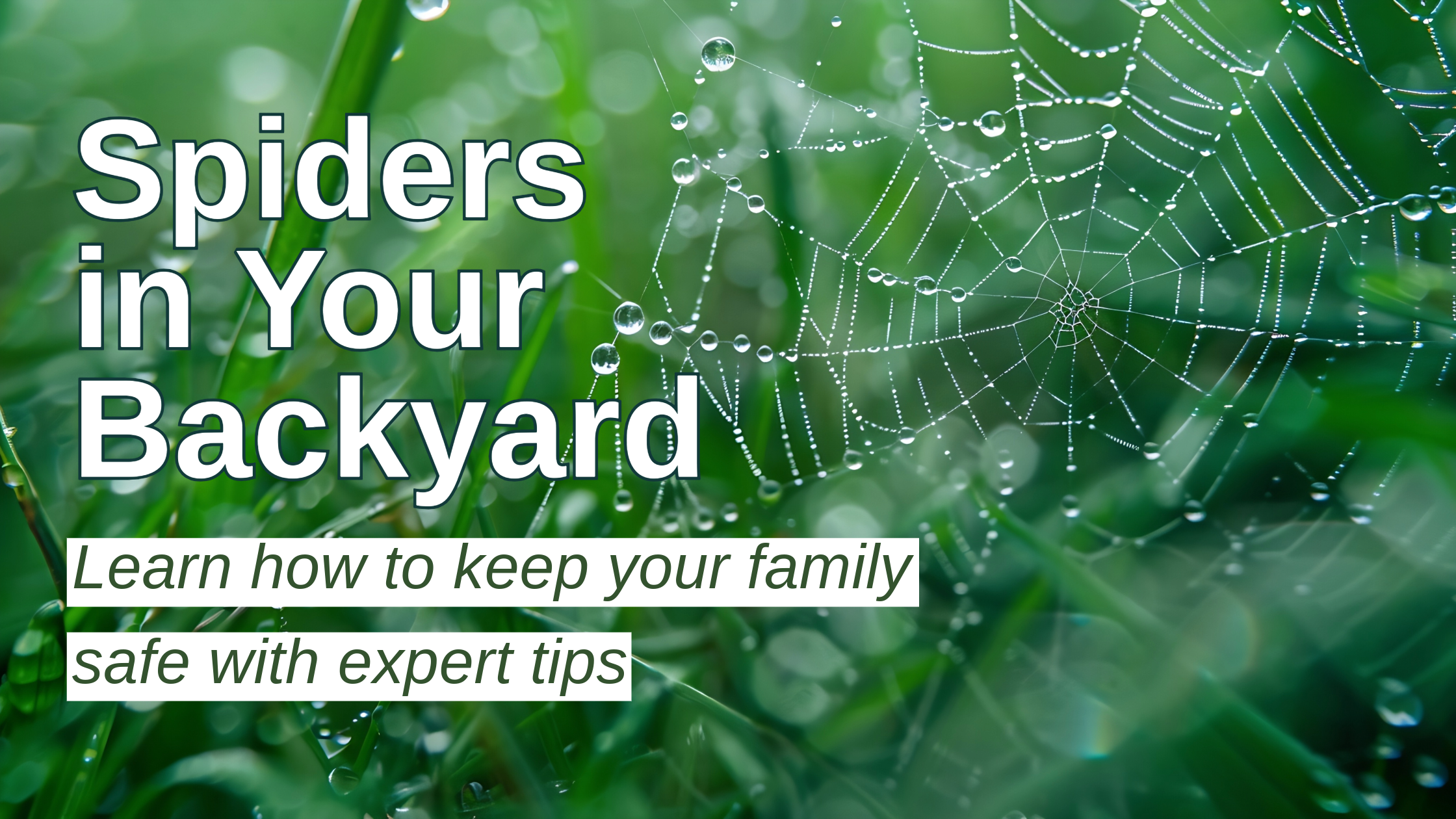 How to Remove Cobwebs and Keep Your Family Safe