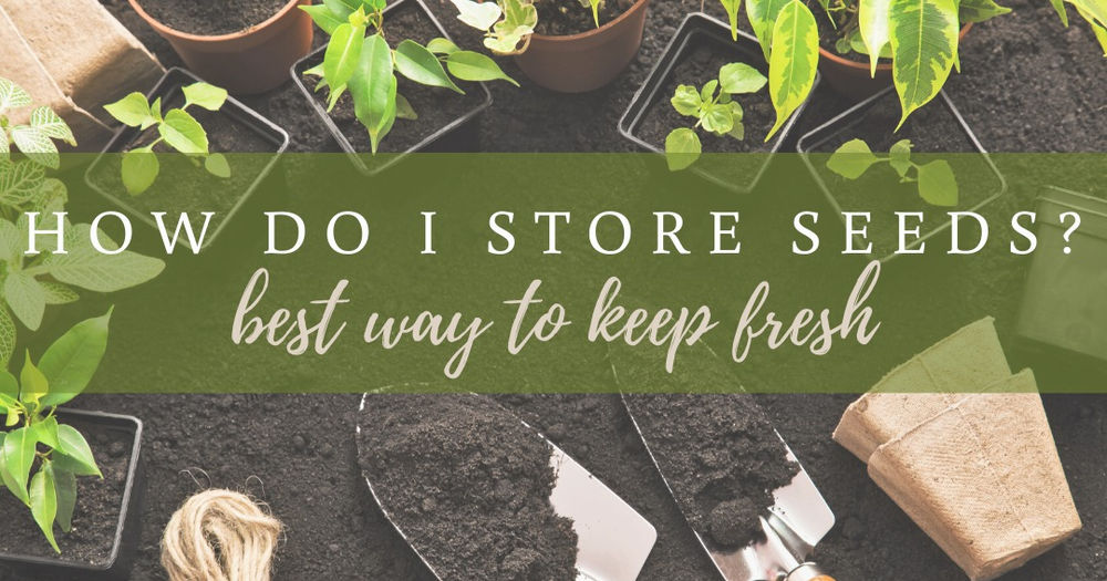 How to Store Seeds: The Best Way to Keep Your Garden Organized
